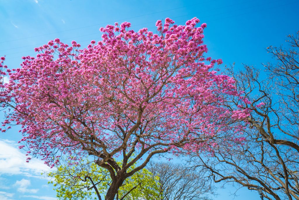 Čaj Lapacho: Cenná je len odroda matto grosso